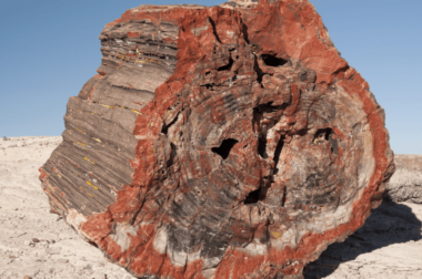 7 Spiritual Meanings of Petrified Wood (Healing Properties)